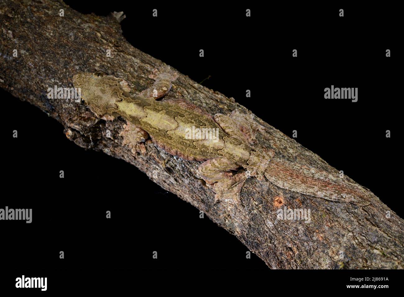 Kuhl's flying gecko (Ptychozoon kuhli). S.E. Asia Stock Photo - Alamy