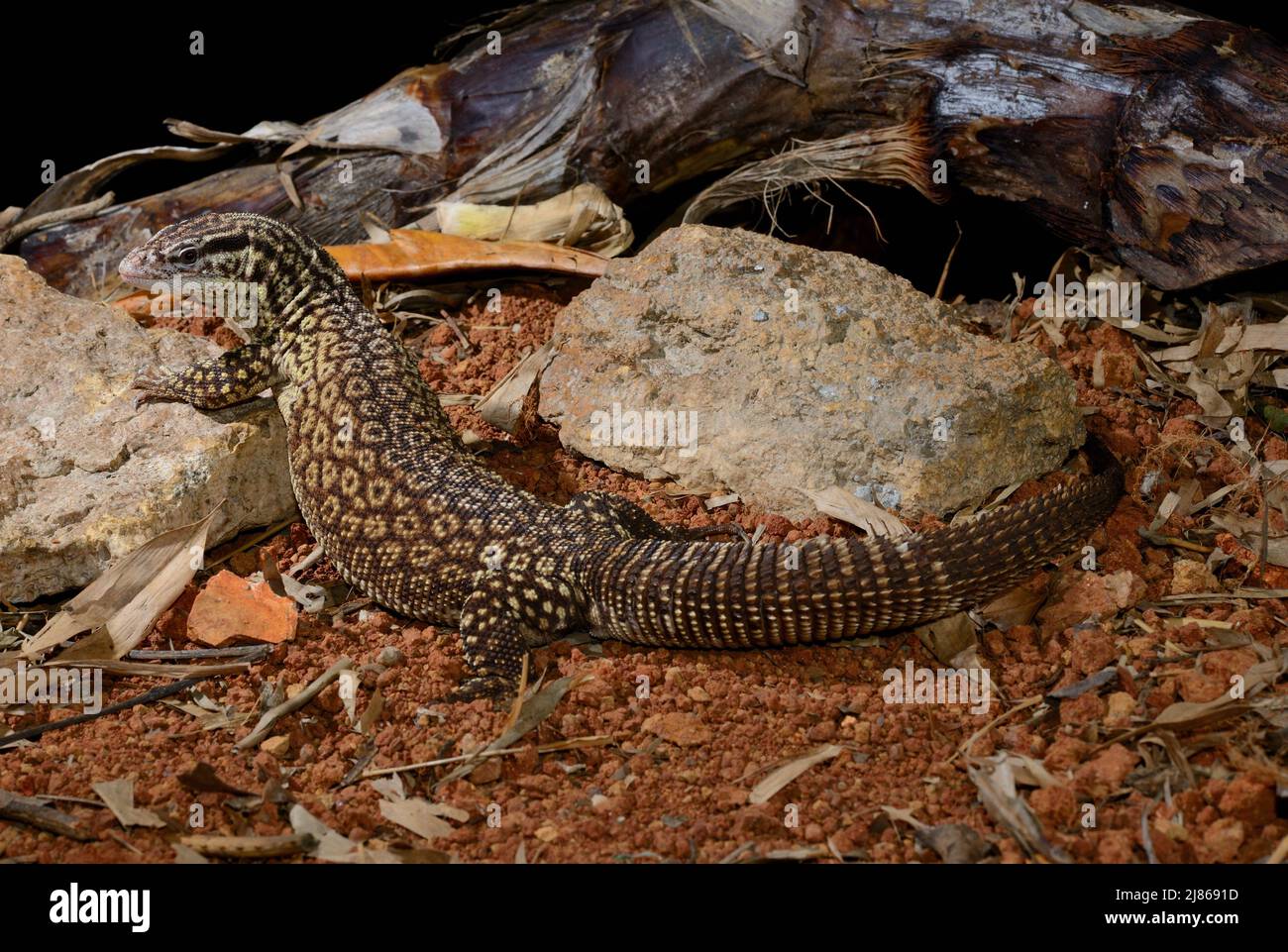 Ridge-tailed Monitor (Varanus acanthurus Stock Photo - Alamy