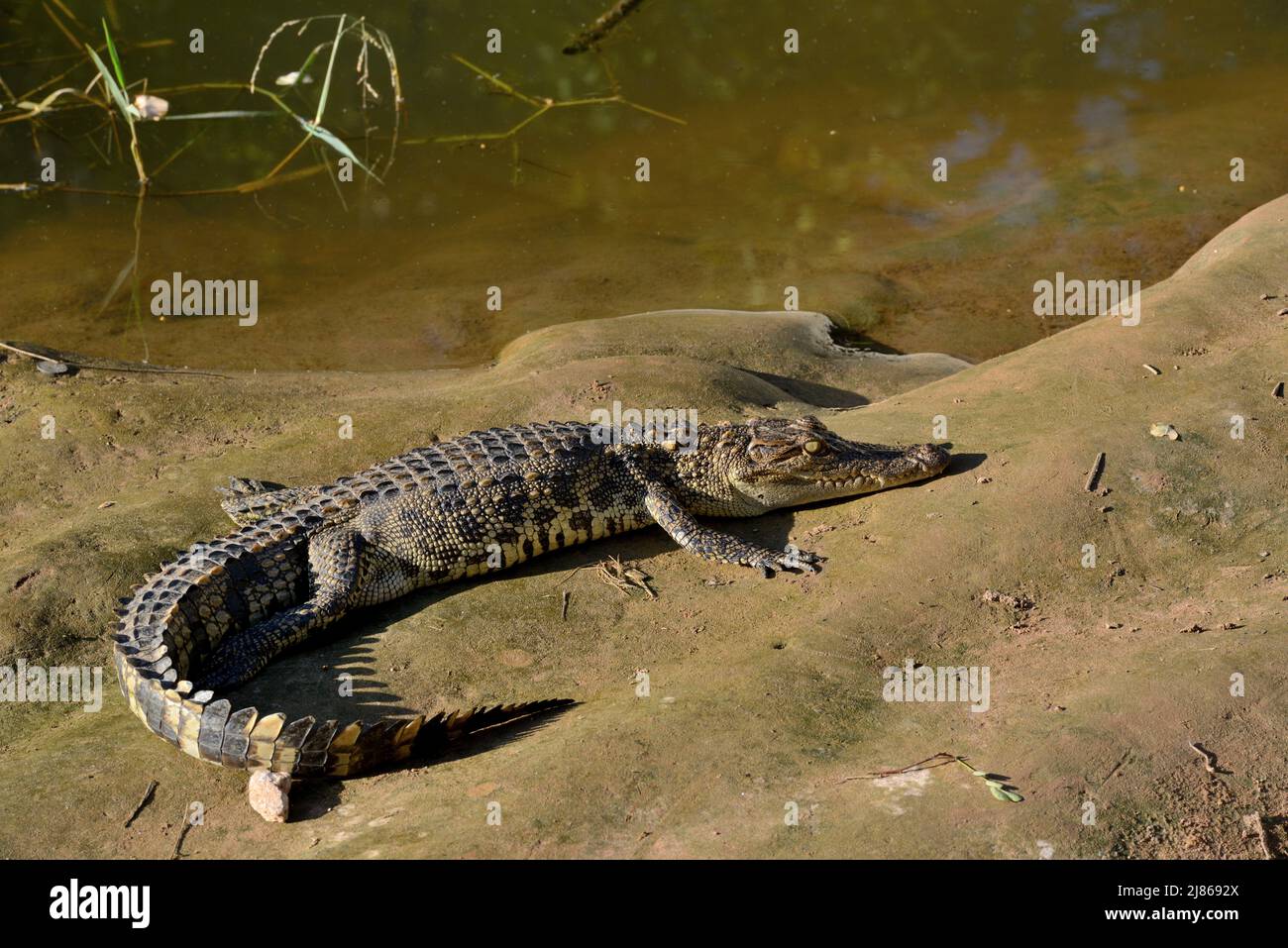 Siamese crocodile (Crocodylus siamensis) Thailand Stock Photo - Alamy