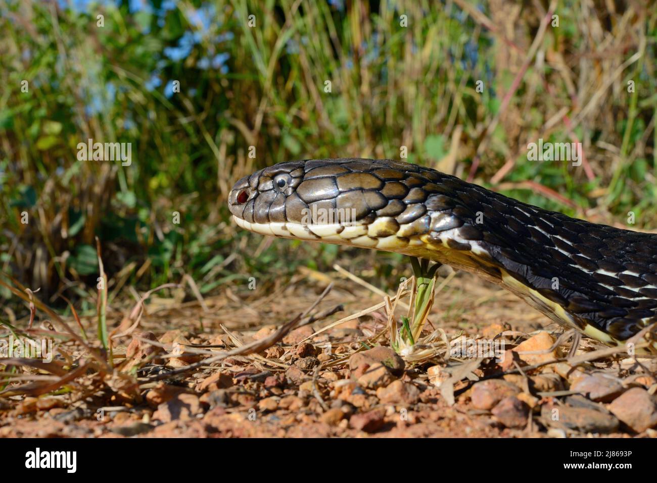 King cobra (Ophiophagus hannah) Thailand Stock Photo - Alamy