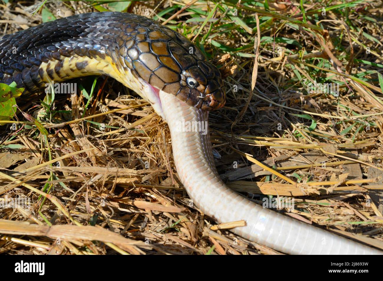 King cobra (Ophiophagus hannah) Ingestion of a snake. Thailand Stock ...