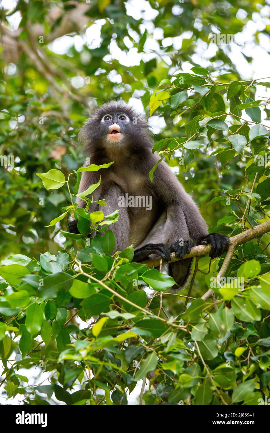 Spectacled langur (Trachypithecus obscurus) Thailand Stock Photo - Alamy