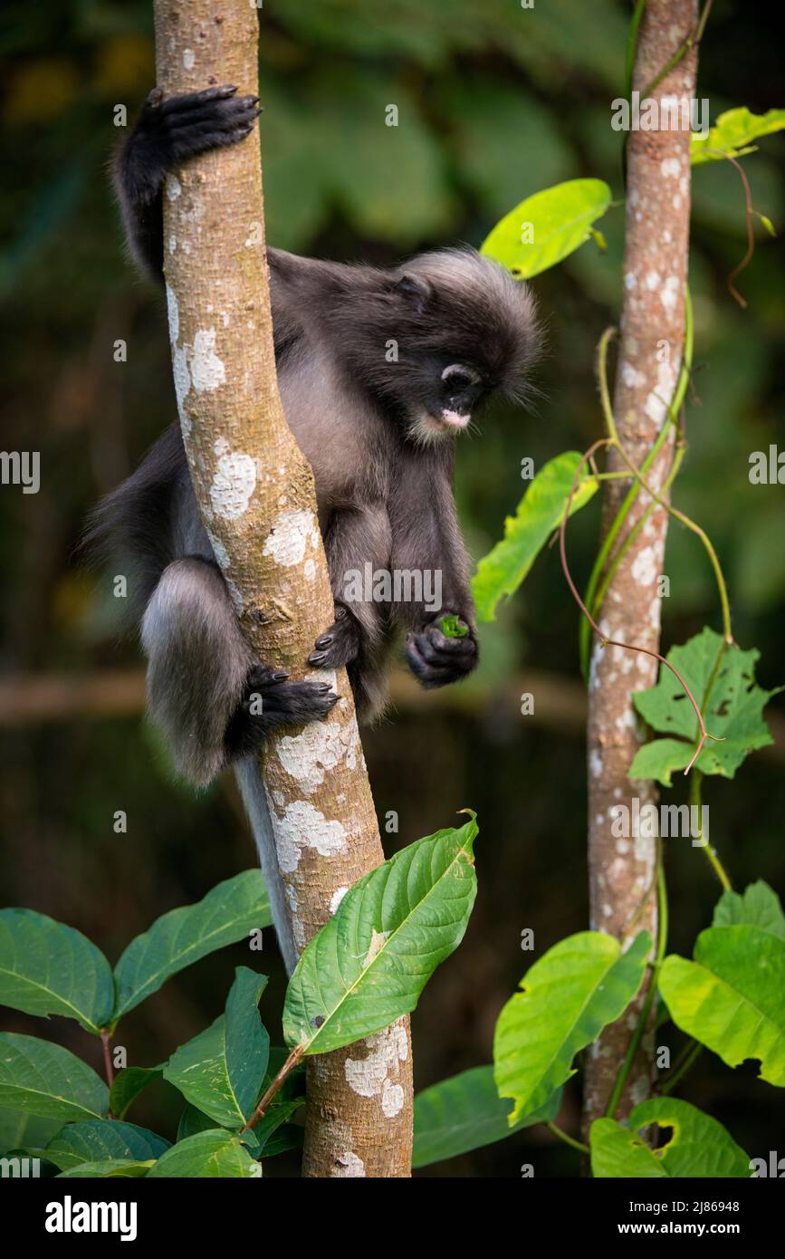 Spectacled langur (Trachypithecus obscurus) Thailand Stock Photo - Alamy
