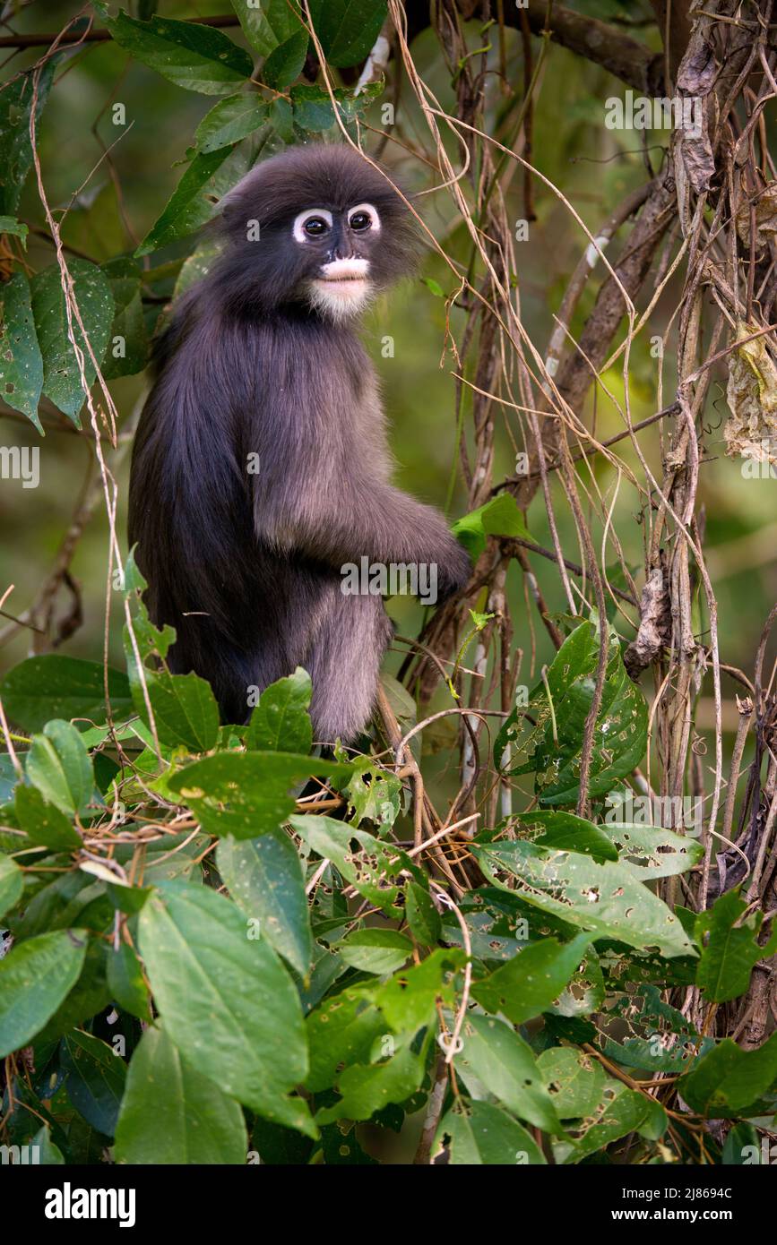 Spectacled langur (Trachypithecus obscurus) Thailand Stock Photo - Alamy