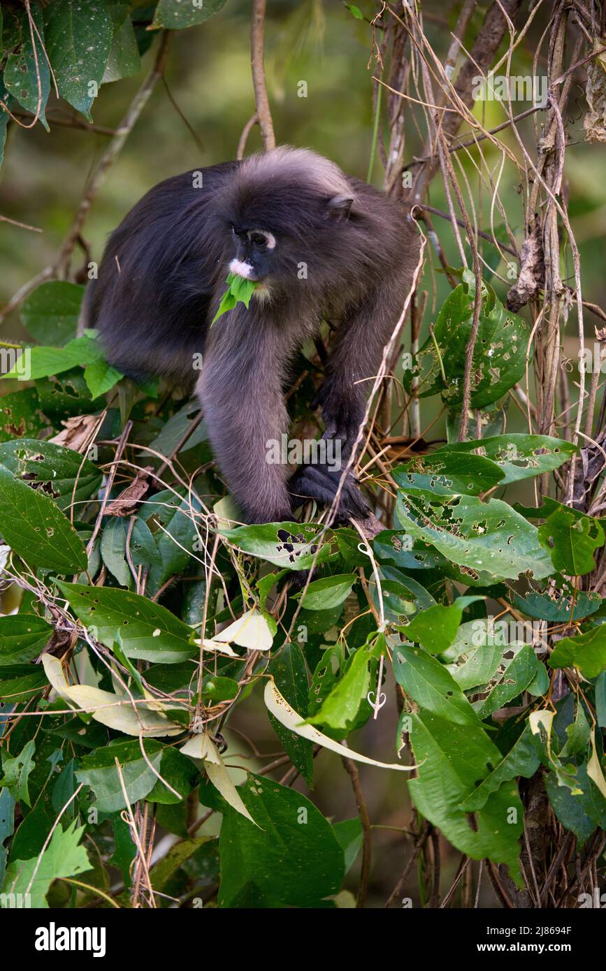 Spectacled langur (Trachypithecus obscurus) Thailand Stock Photo - Alamy
