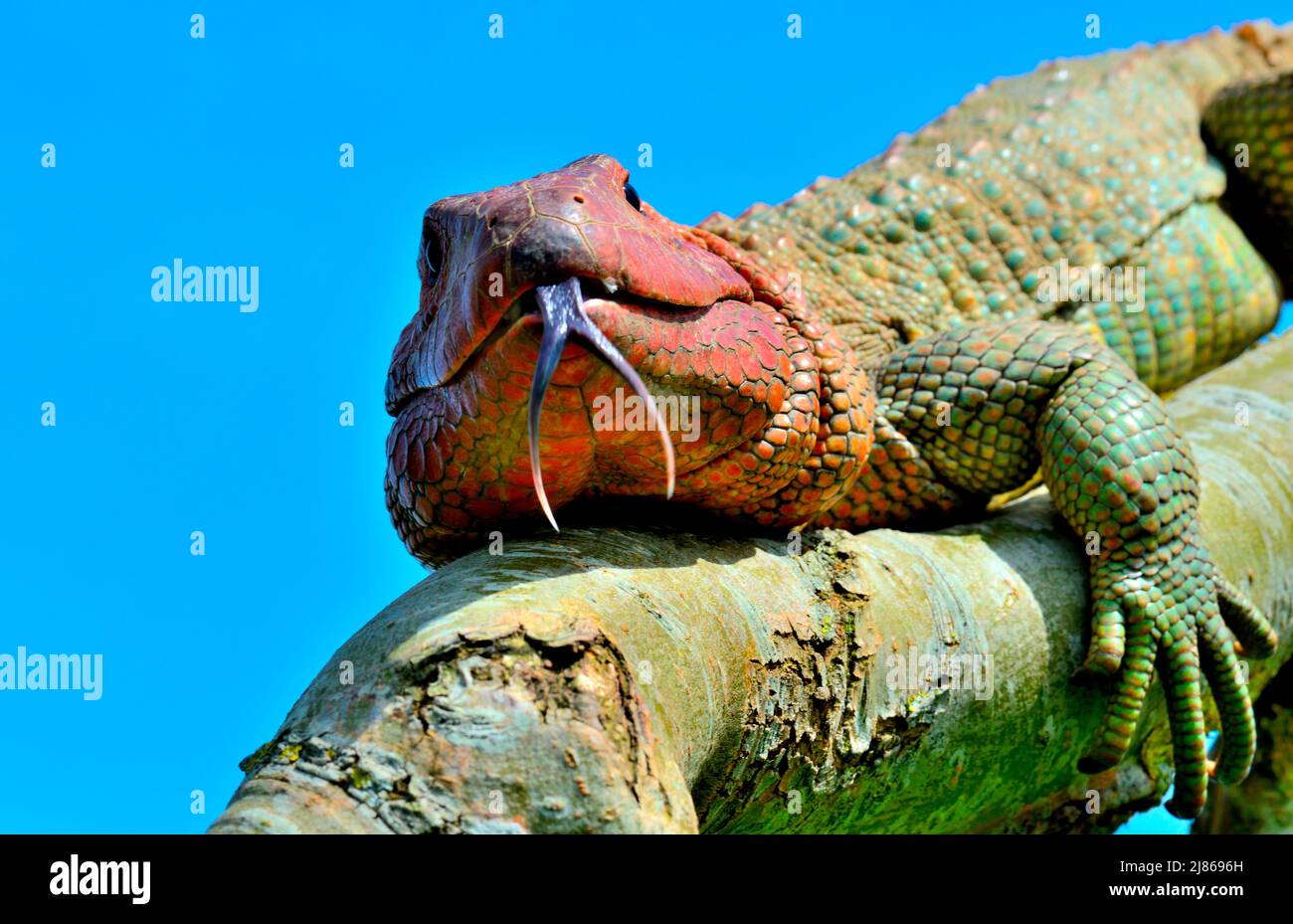 Northern caiman lizard (Dracaena guianensis). North of South America ...