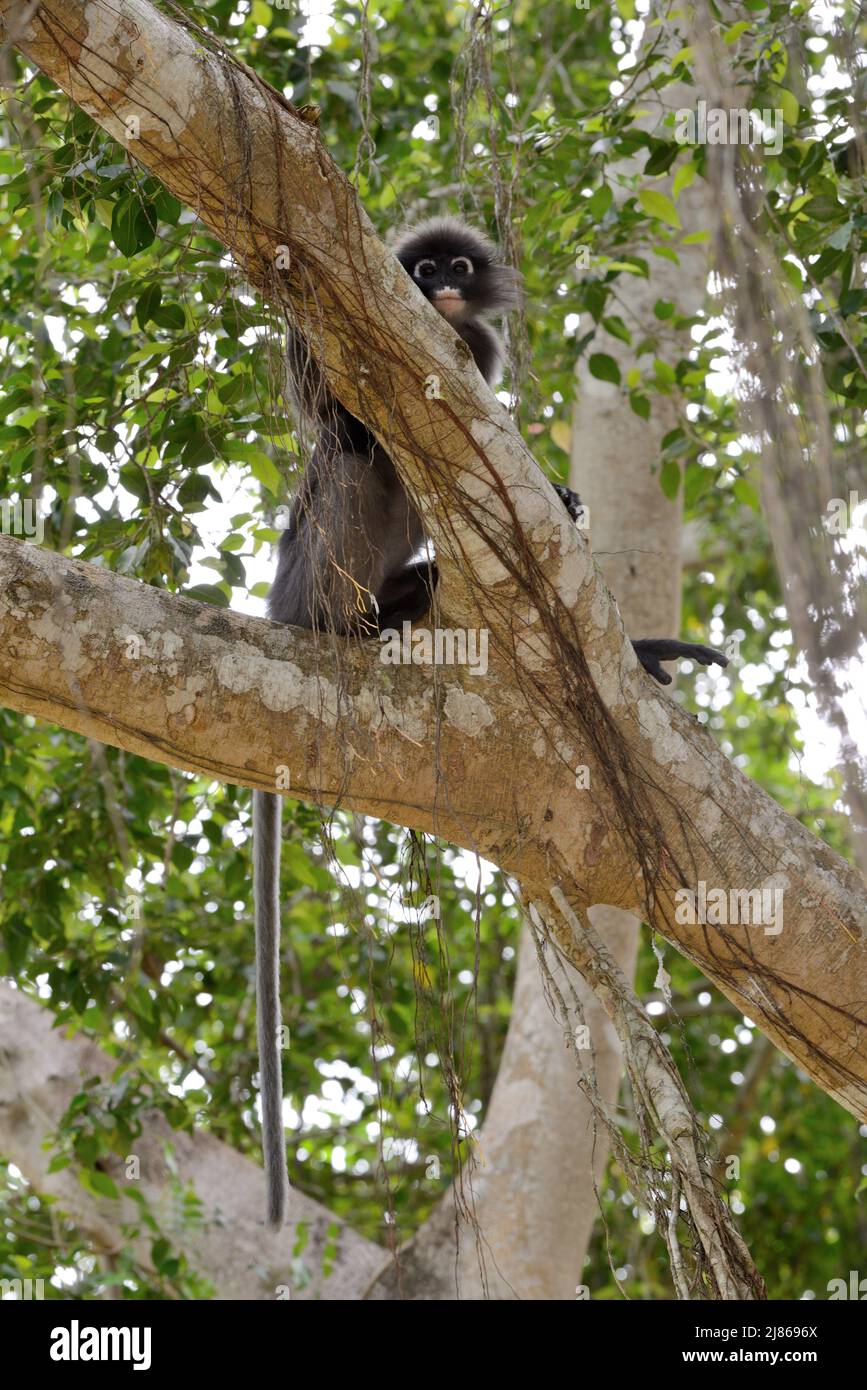 Spectacled langur (Trachypithecus obscurus) Thailand Stock Photo - Alamy