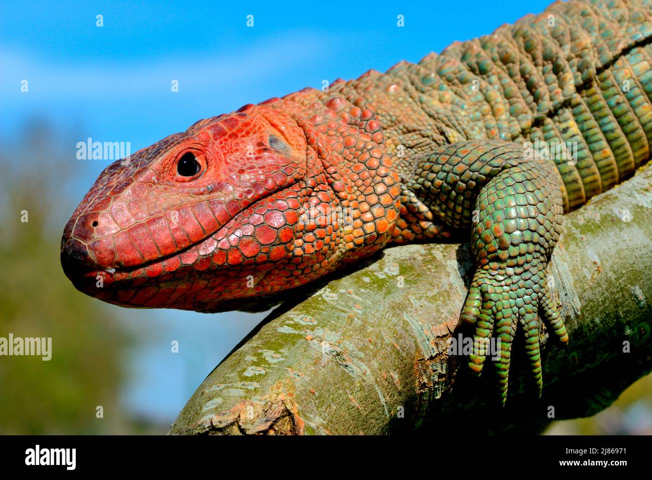 Northern caiman lizard (Dracaena guianensis). North of South America ...