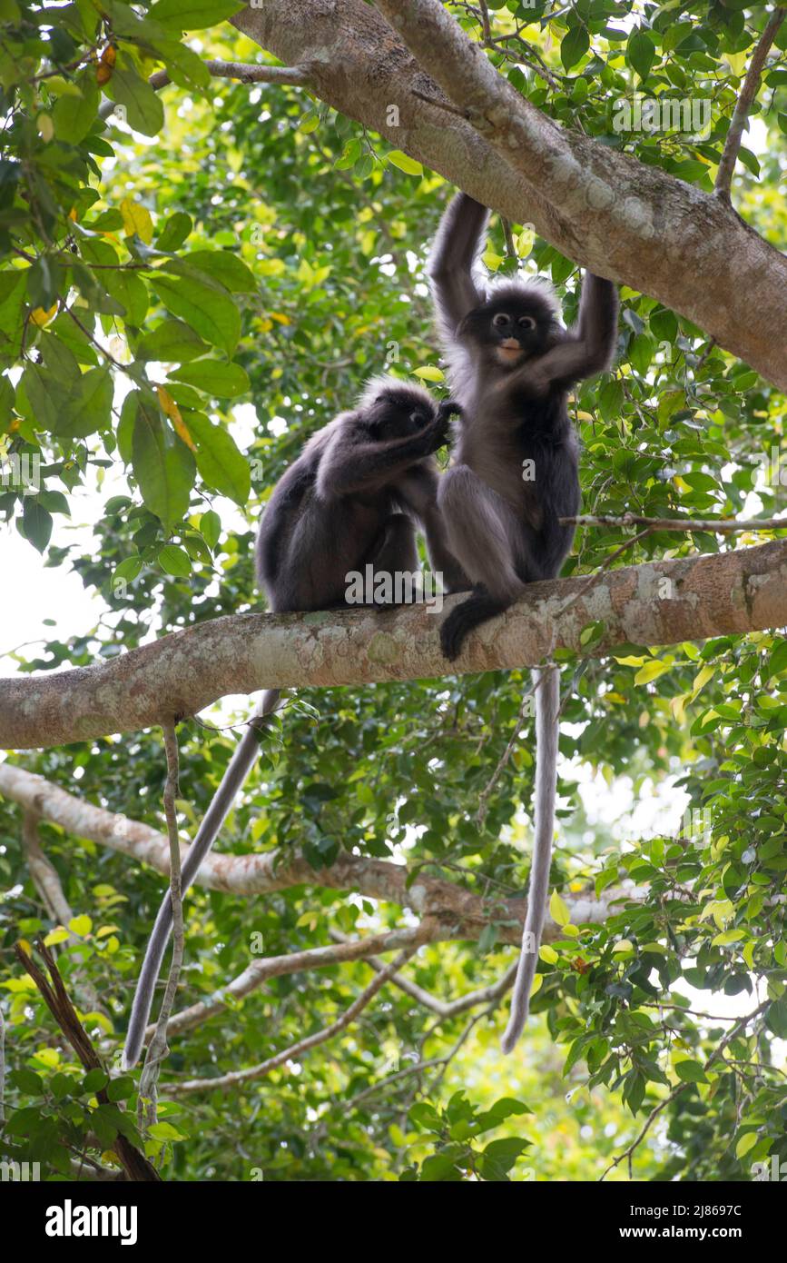 Spectacled langur (Trachypithecus obscurus) Thailand Stock Photo - Alamy