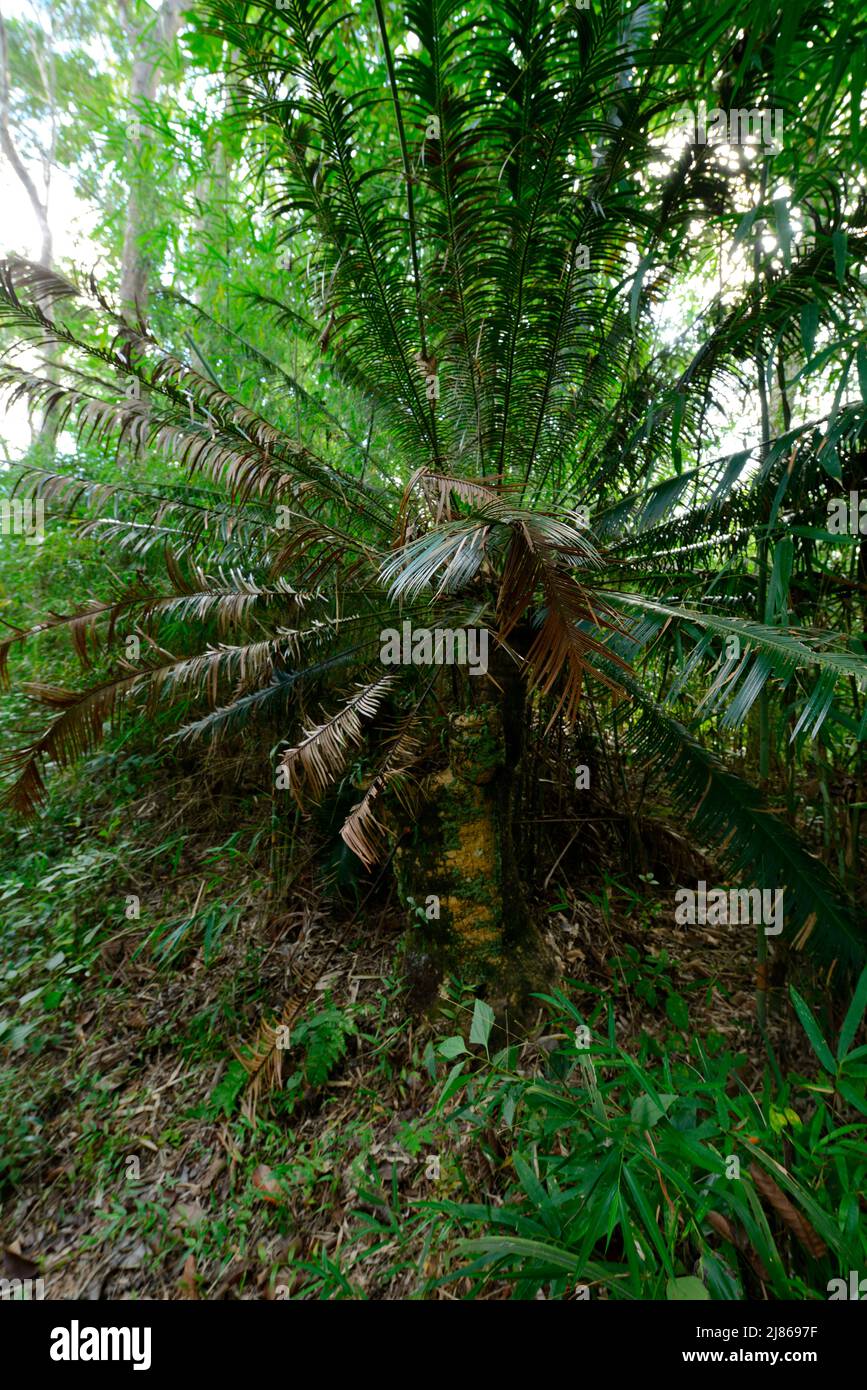 Cycas cycas pectinata hi-res stock photography and images - Alamy