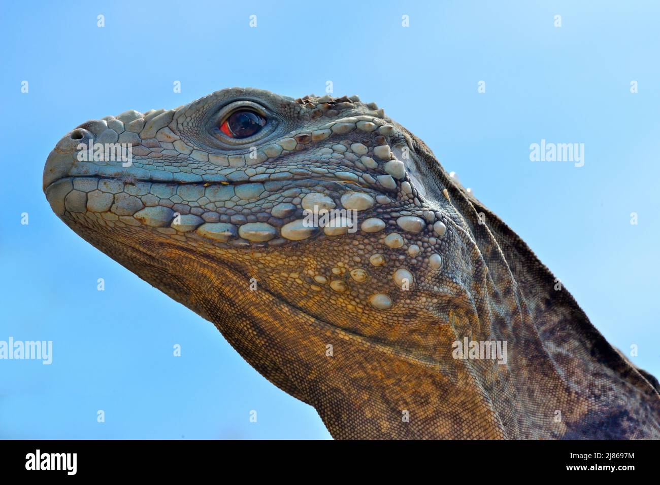 Grand Cayman Blue Iguana (Cyclura lewisi). Captivity. Endangered (750 ...