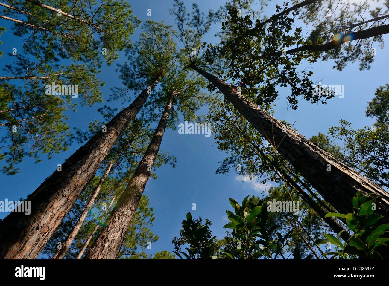 Khasi pine pinus kesiya hi-res stock photography and images - Alamy