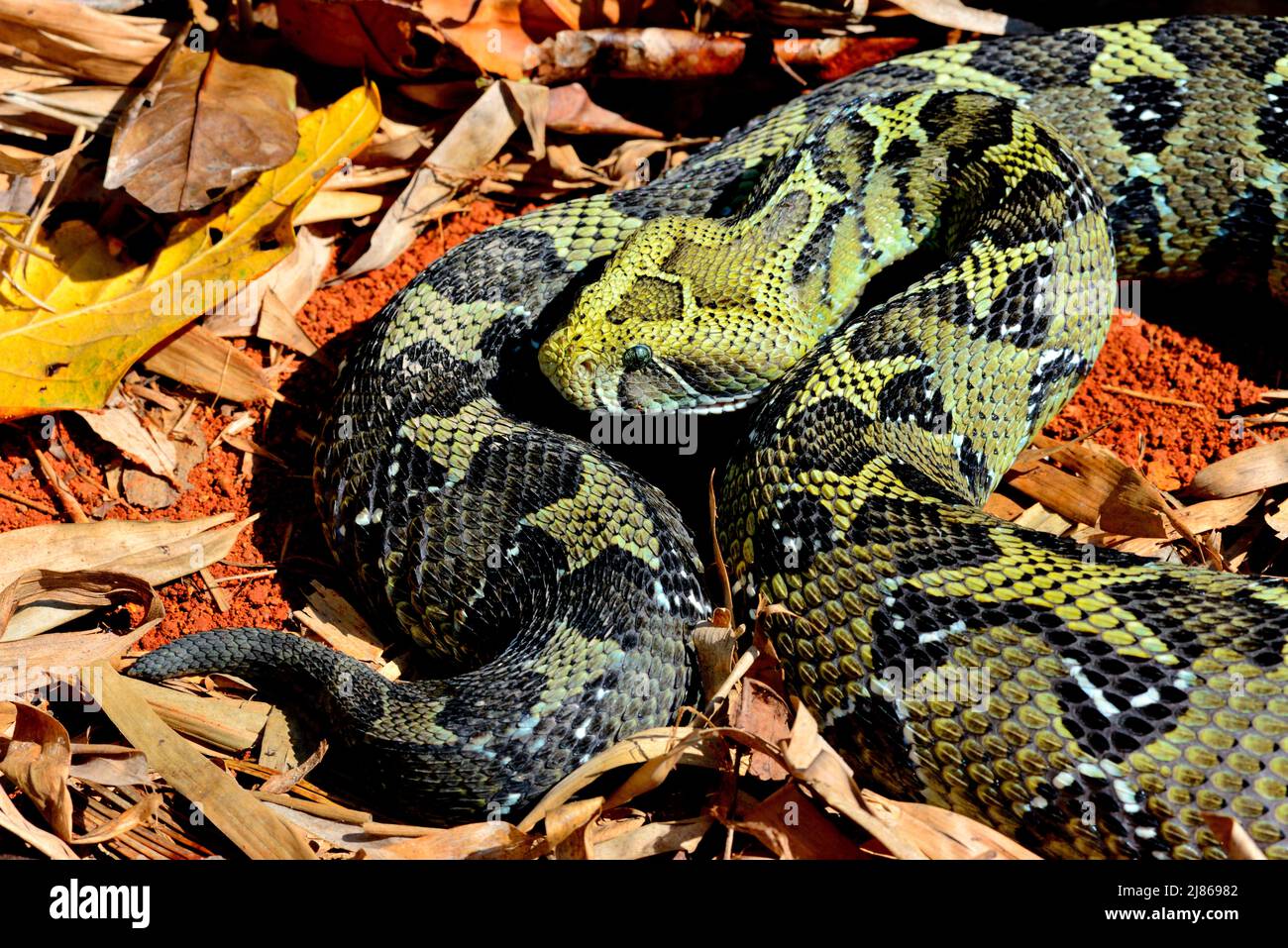 Ethiopian mountain adder (Bitis parviocula). captivity Stock Photo - Alamy