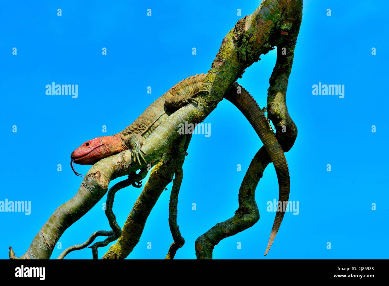 Northern caiman lizard dracaena guianensis hi-res stock photography and ...