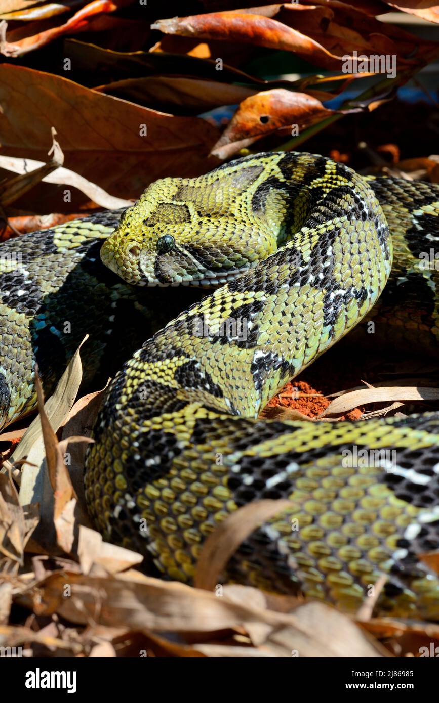 Ethiopian mountain adder (Bitis parviocula). captivity Stock Photo - Alamy
