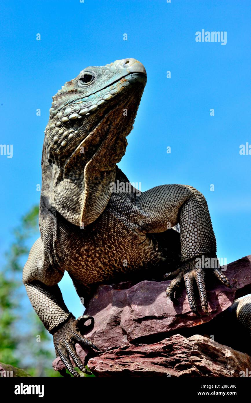 Cyclura nubila hi-res stock photography and images - Alamy