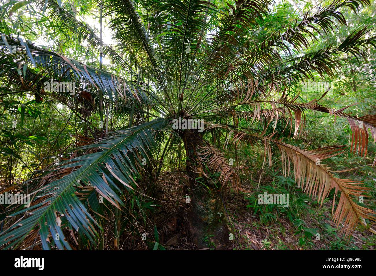 Cycas cycas pectinata hi-res stock photography and images - Alamy