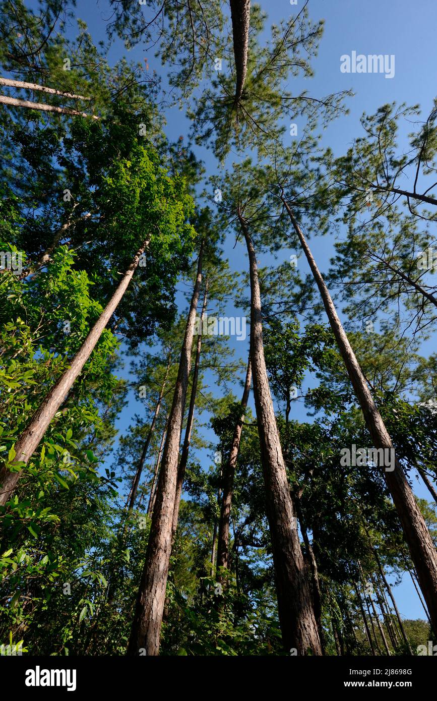 Khasi pine pinus kesiya hi-res stock photography and images - Alamy