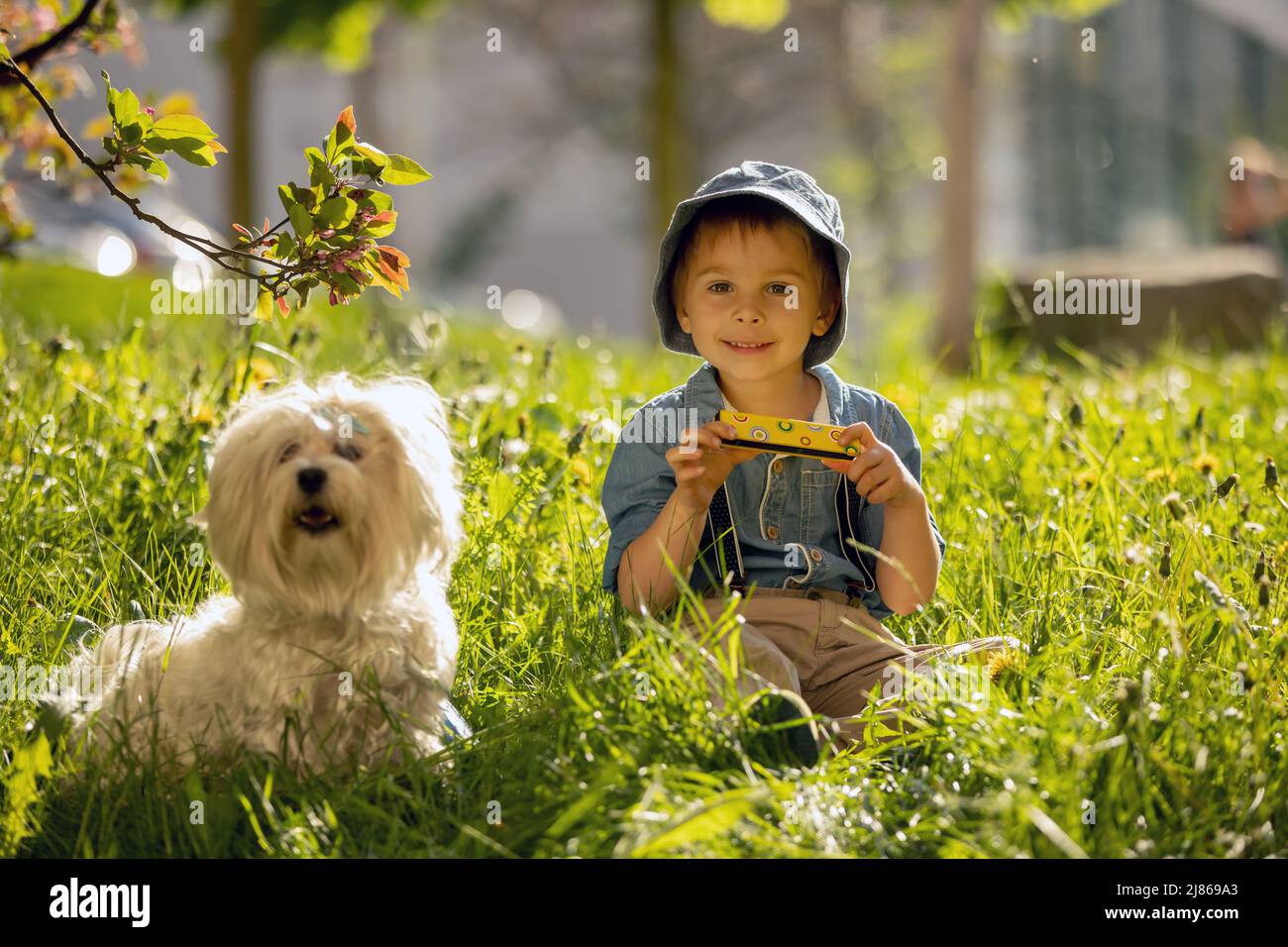 Stylish preshcool child, cute boy with his pet dog, maltese breed ...