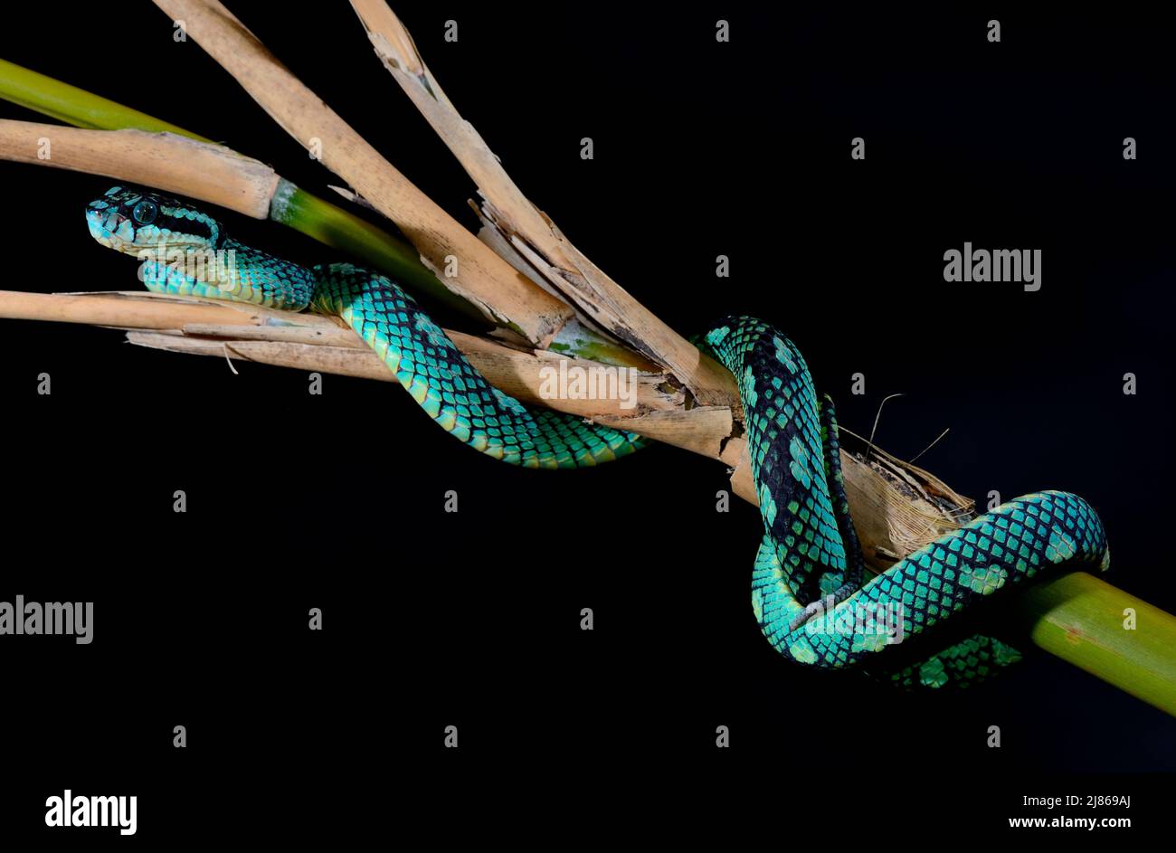 Sri Lankan green Pitviper (Trimeresurus trigonocephalus). Sri Lanka ... Sri Lankan green Pitviper (Trimeresurus trigonocephalus). Sri Lanka ...