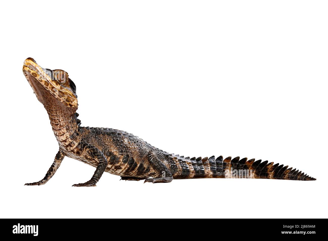 Cuvier's dwarf caiman (Paleosuchus palpebrosus), N. of S.America ...