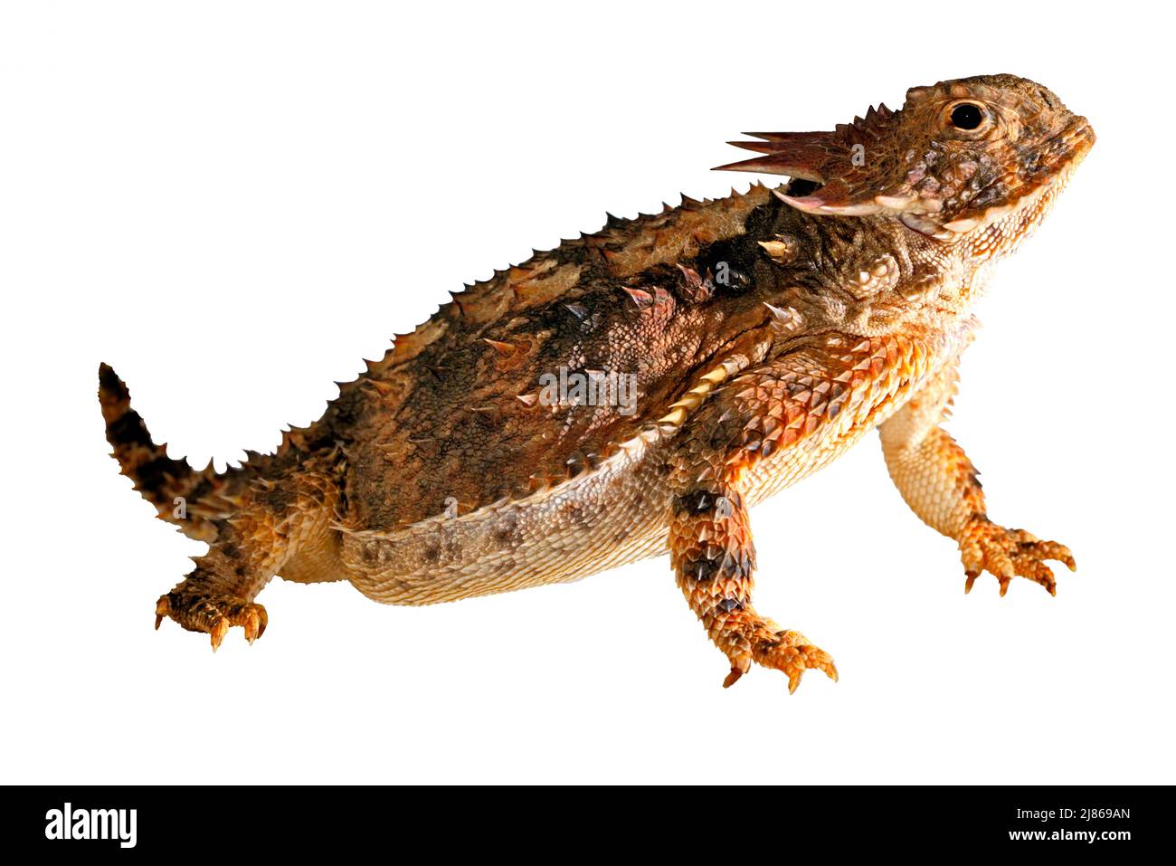 Regal Horned Lizard Blood