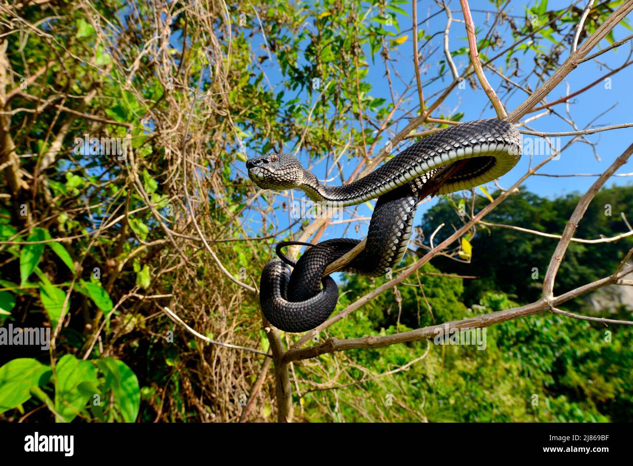 Mangrove pit viper, shore pit viper (Trimeresurus purpureomaculatus ...