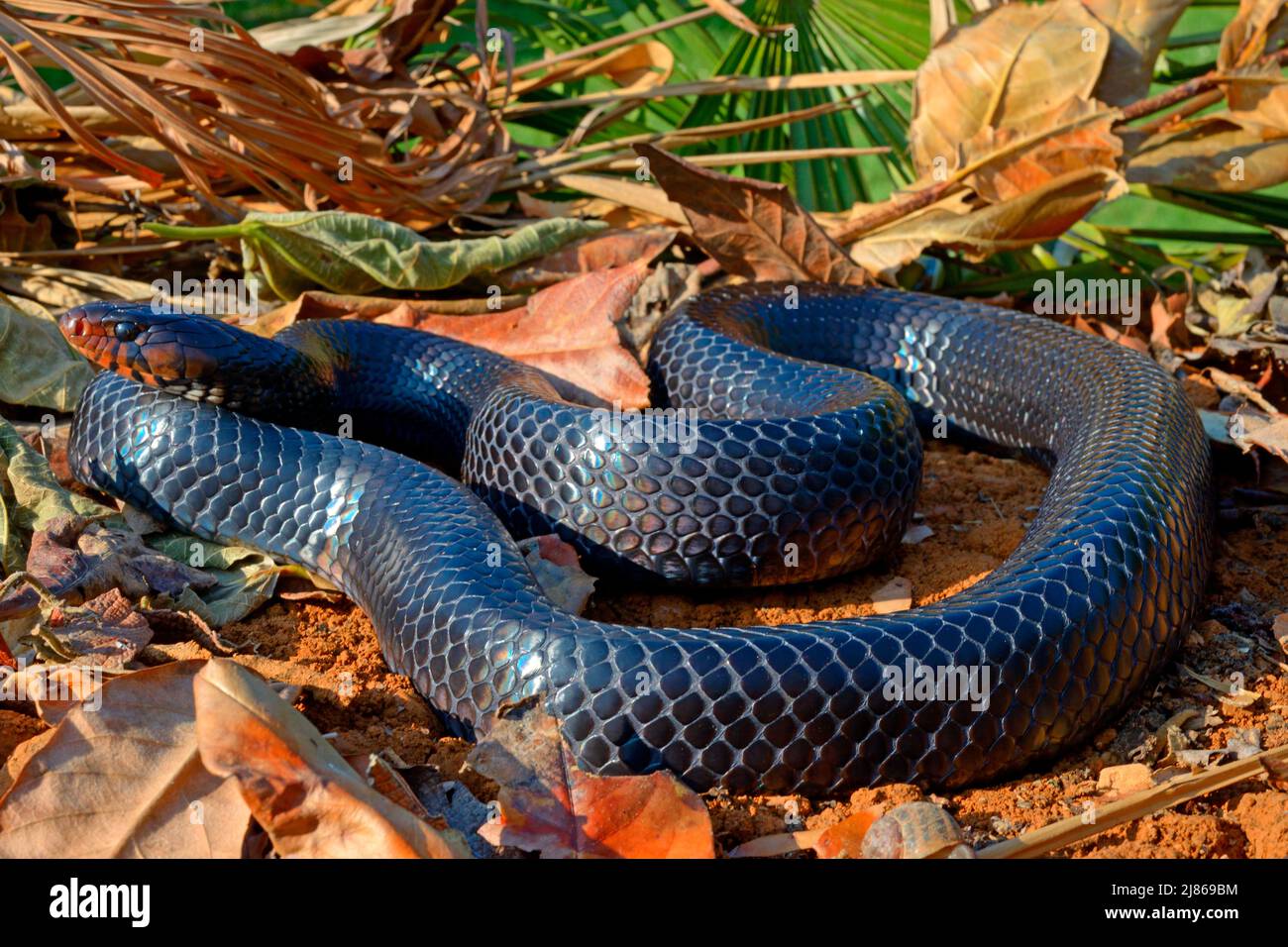 Eastern indigo snake (Drymarchon (corais) couperi) S.E USA Captivity ...