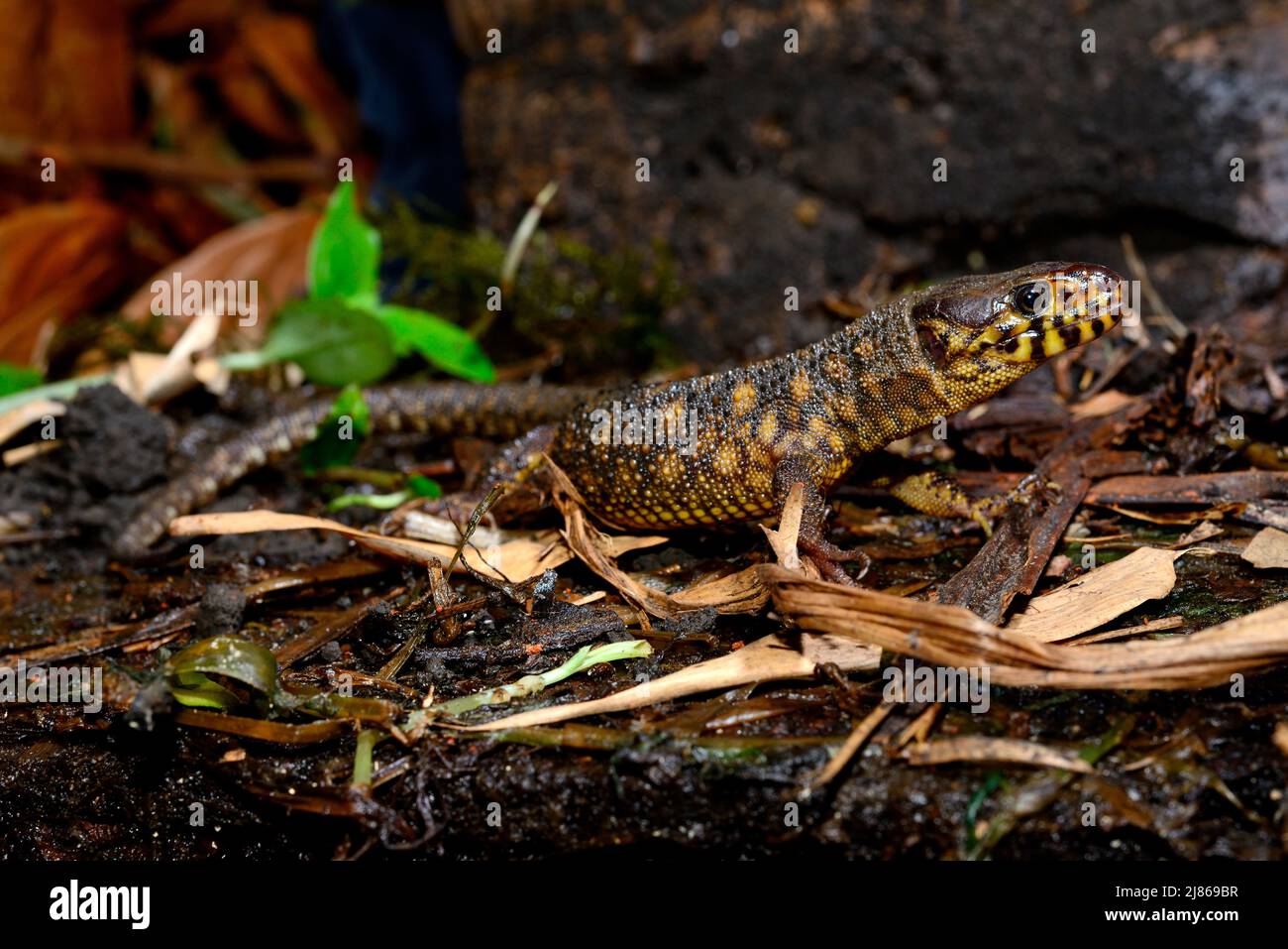 Yellow Spotted Tropical Night Lizard Size