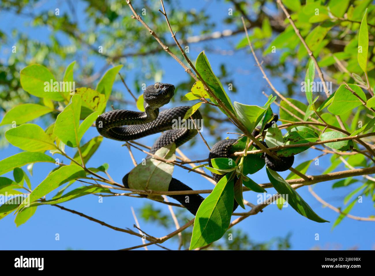 Mangrove pit viper, shore pit viper (Trimeresurus purpureomaculatus ...