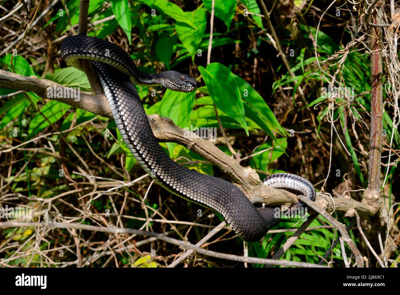 Mangrove pit viper, shore pit viper (Trimeresurus purpureomaculatus ...