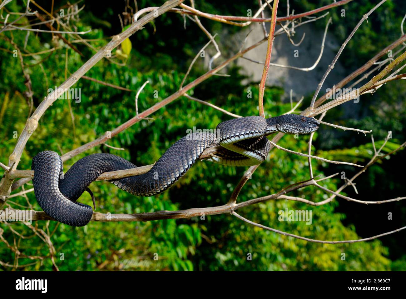 Mangrove pit viper, shore pit viper (Trimeresurus purpureomaculatus ...
