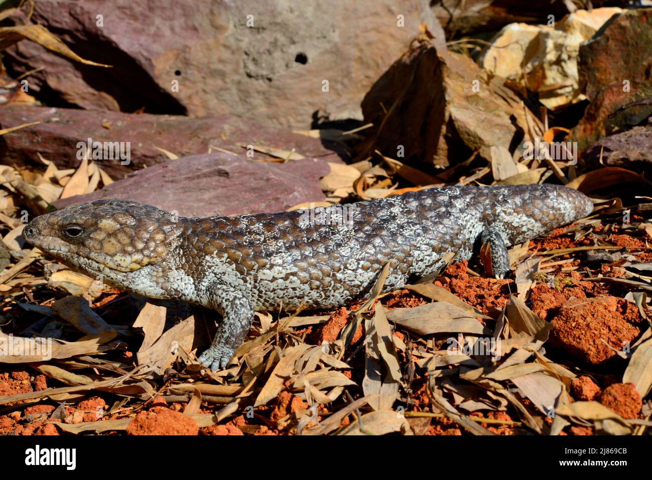 Tiliqua rugosa hi-res stock photography and images - Alamy