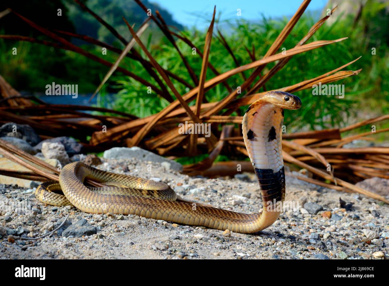 Equatotial spitting cobra (Naja sumatrana), Near Bukittinggi, Sumatra Stock Photo - Alamy