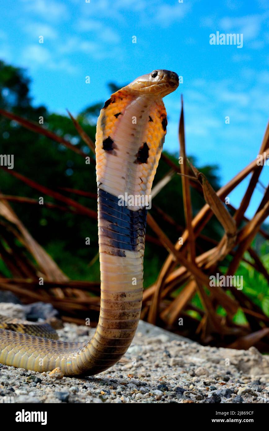 Equatorial spitting cobra hi-res stock photography and images - Alamy