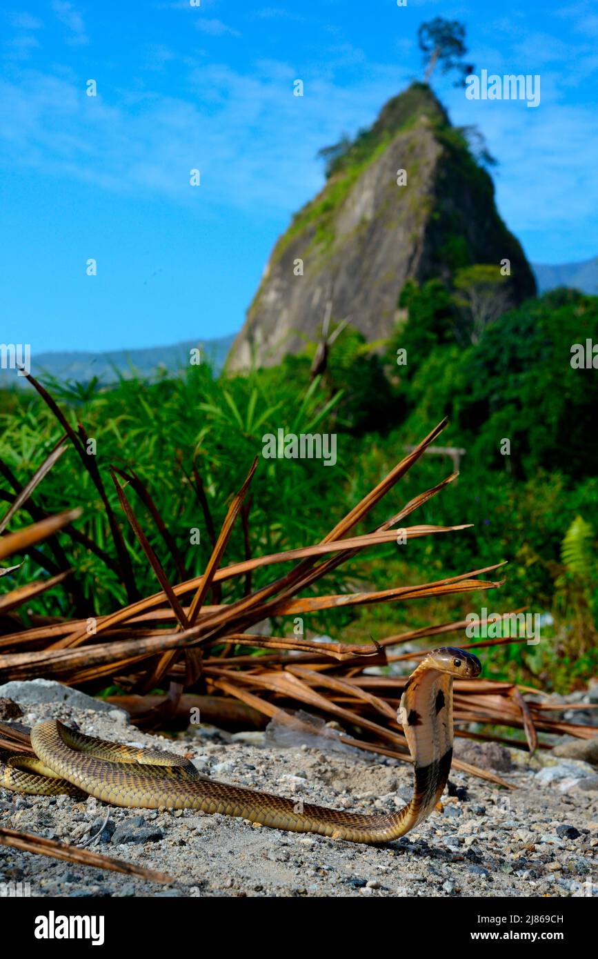 Equatorial spitting cobra hi-res stock photography and images - Alamy