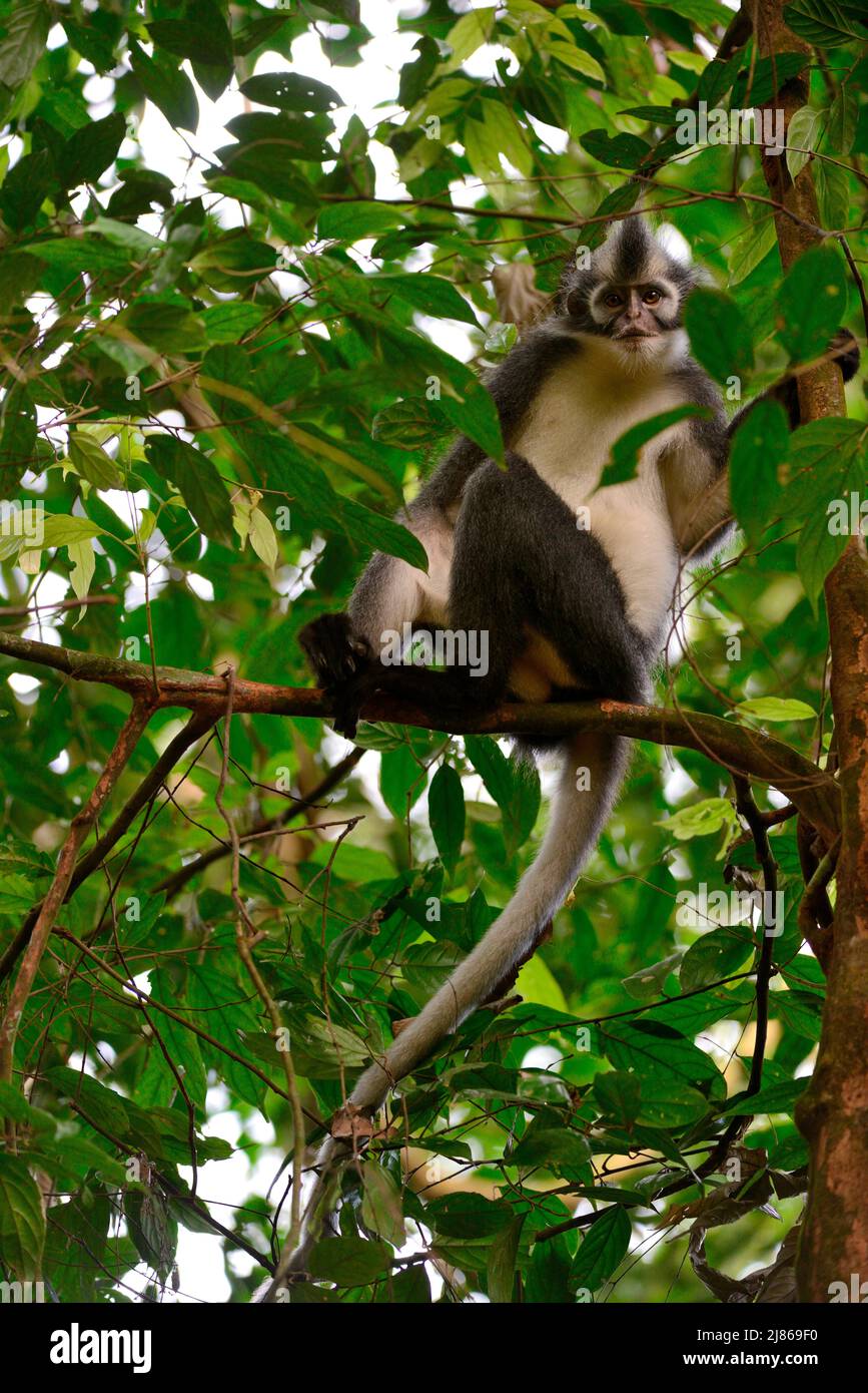 North Sumatran Leaf Monkey (Presbytis thomasi) on a branch, North ...