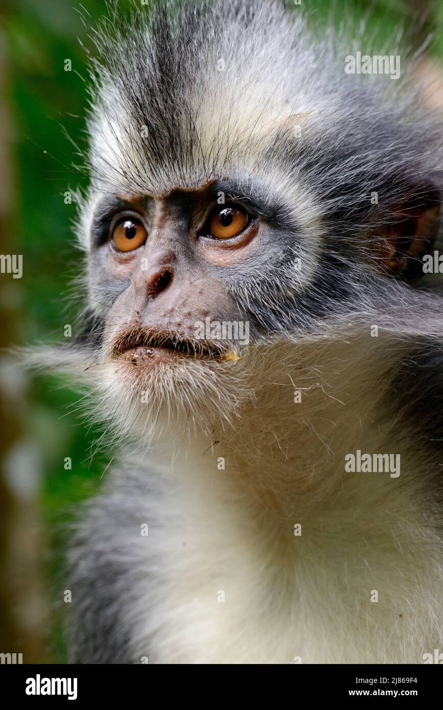 Portrait of North Sumatran Leaf Monkey (Presbytis thomasi), North ...