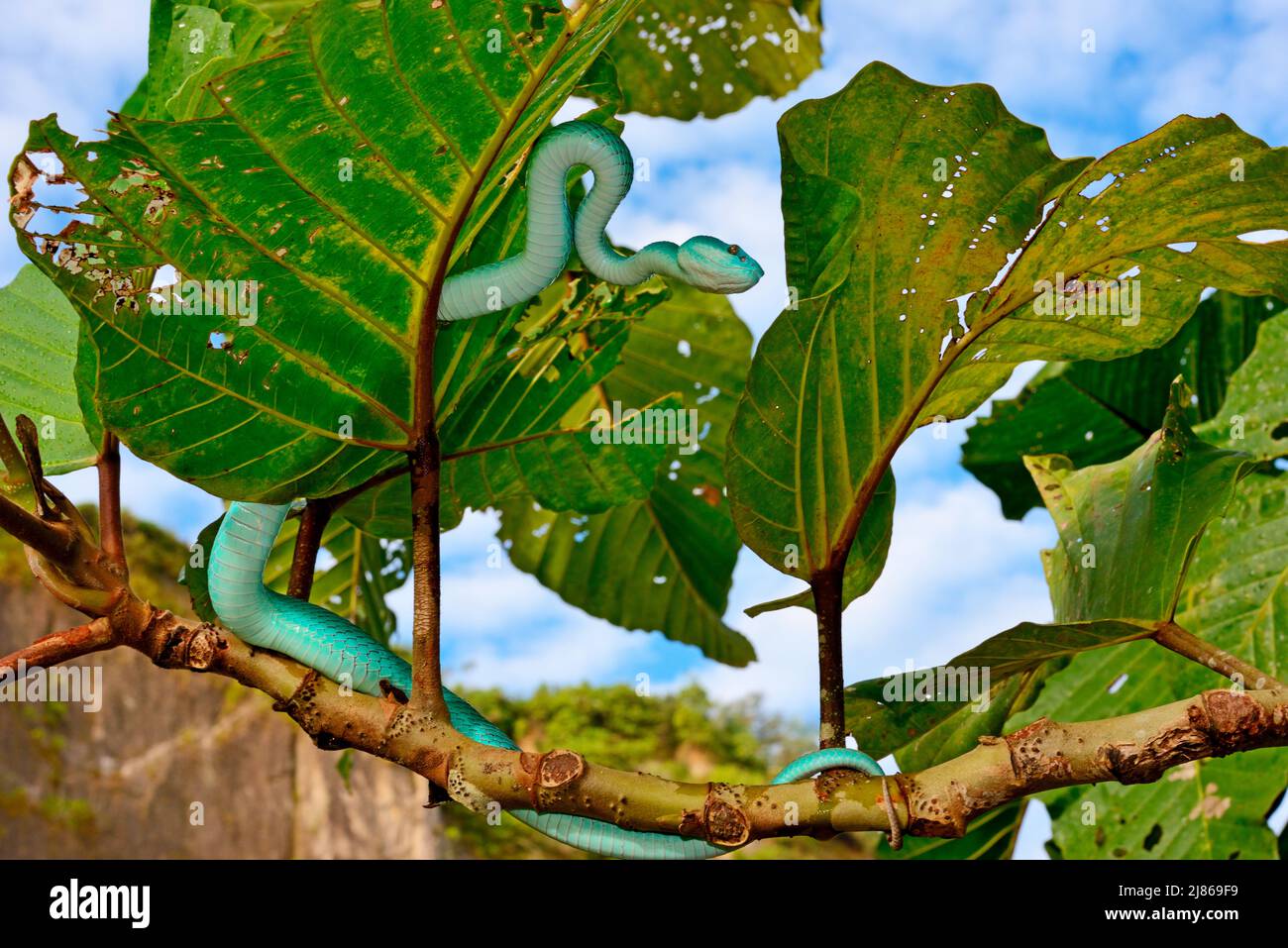 Sunda island pitviper (Trimeresurus insularis) in a tree, Komodo Stock ...