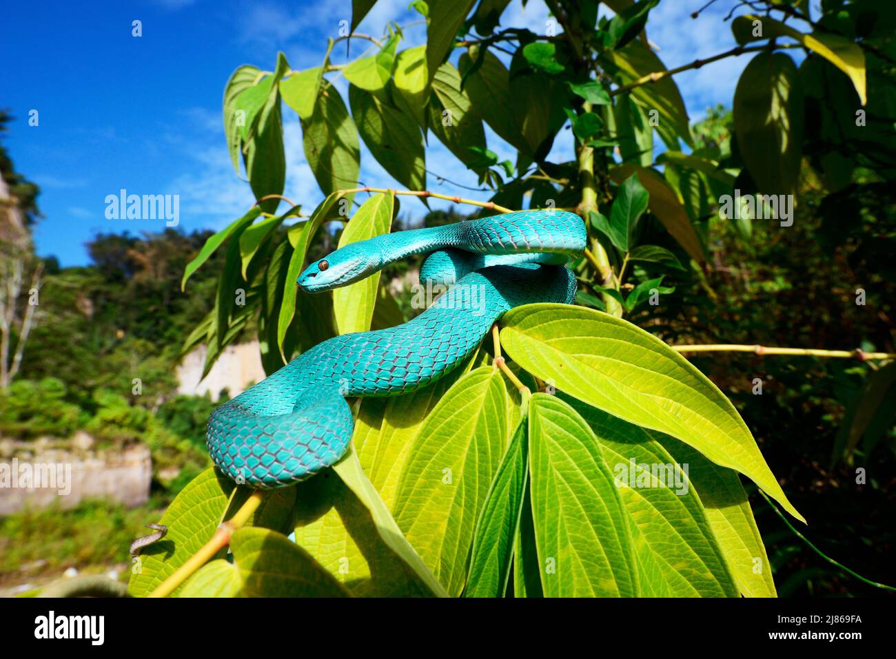Sunda island pitviper (Trimeresurus insularis) in a tree, Komodo Stock ...