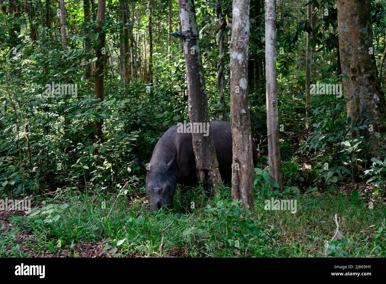 Sumatran rhinoceros (Dicerorhinus sumatrensis) in forest ...