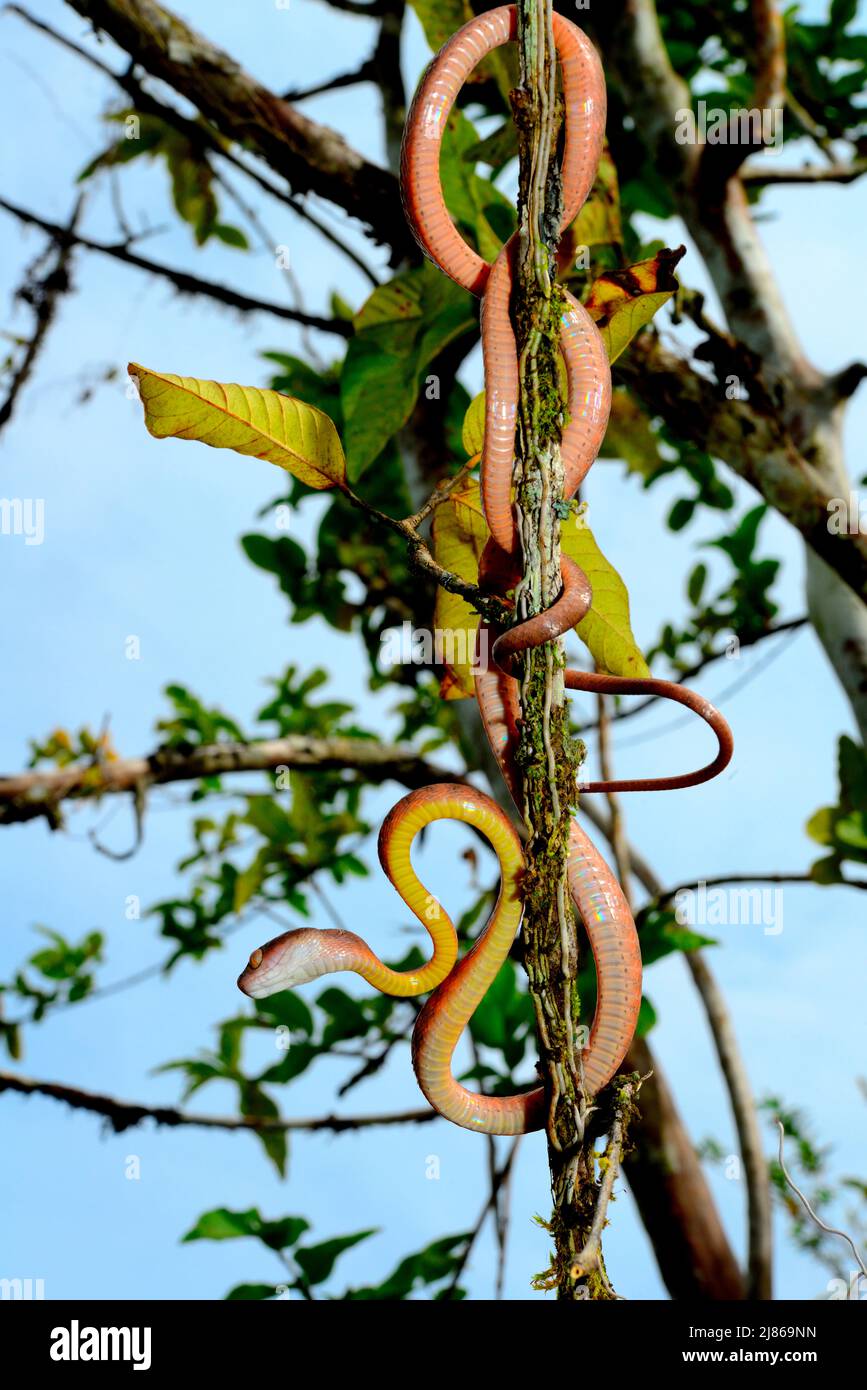 Chandan Tree With Snake