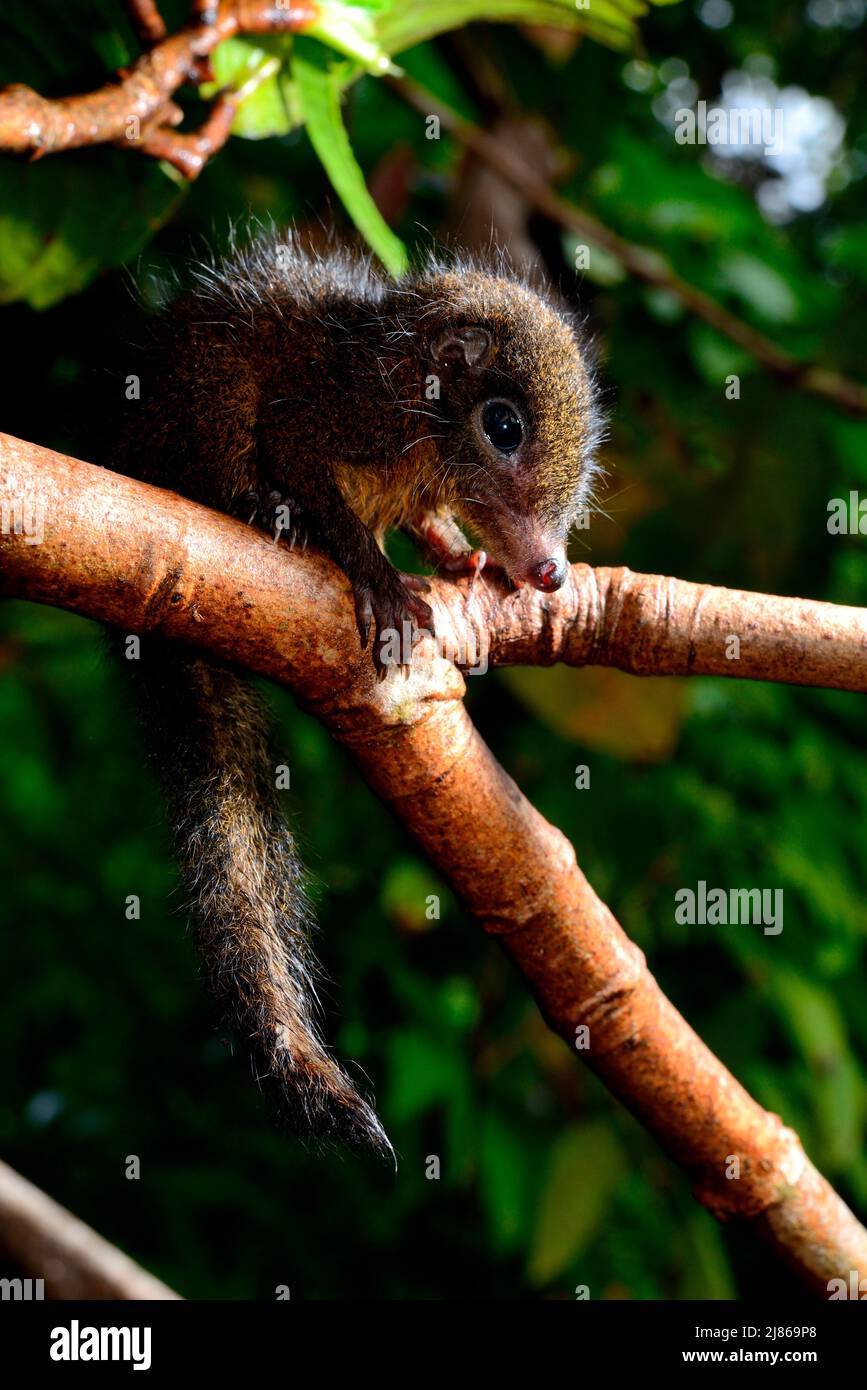 Treeshrew (Tupaia glis) or (Tupaia chrysogaster) ? Siberut island ...