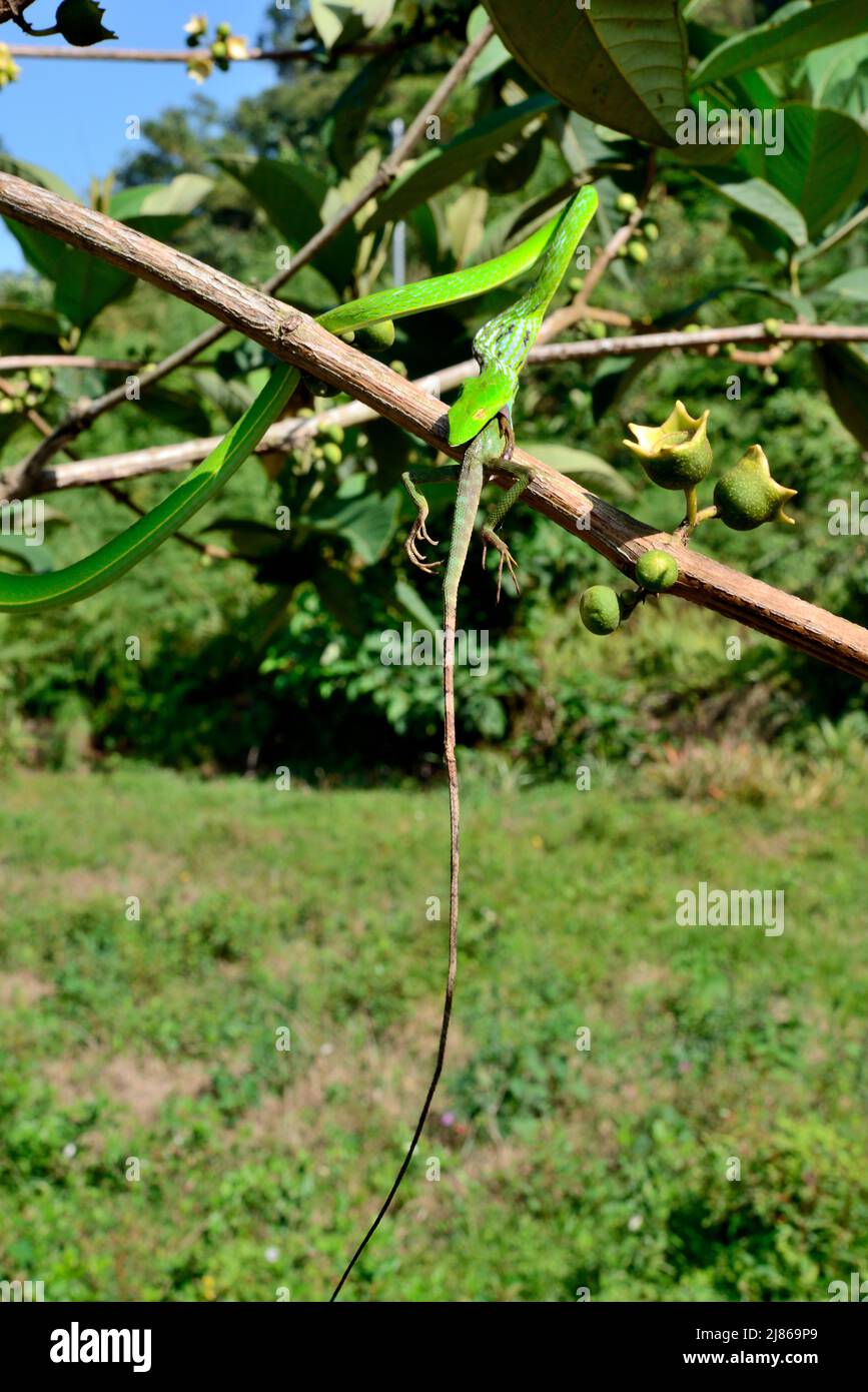 Asian vine snake (Ahaetulla prasina) eating a Garden lizard (Calotes ...