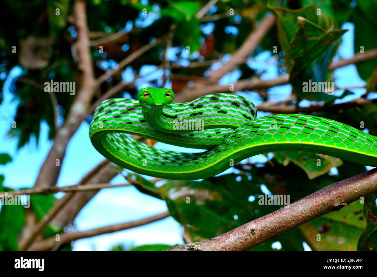 Red vine snake hi-res stock photography and images - Alamy