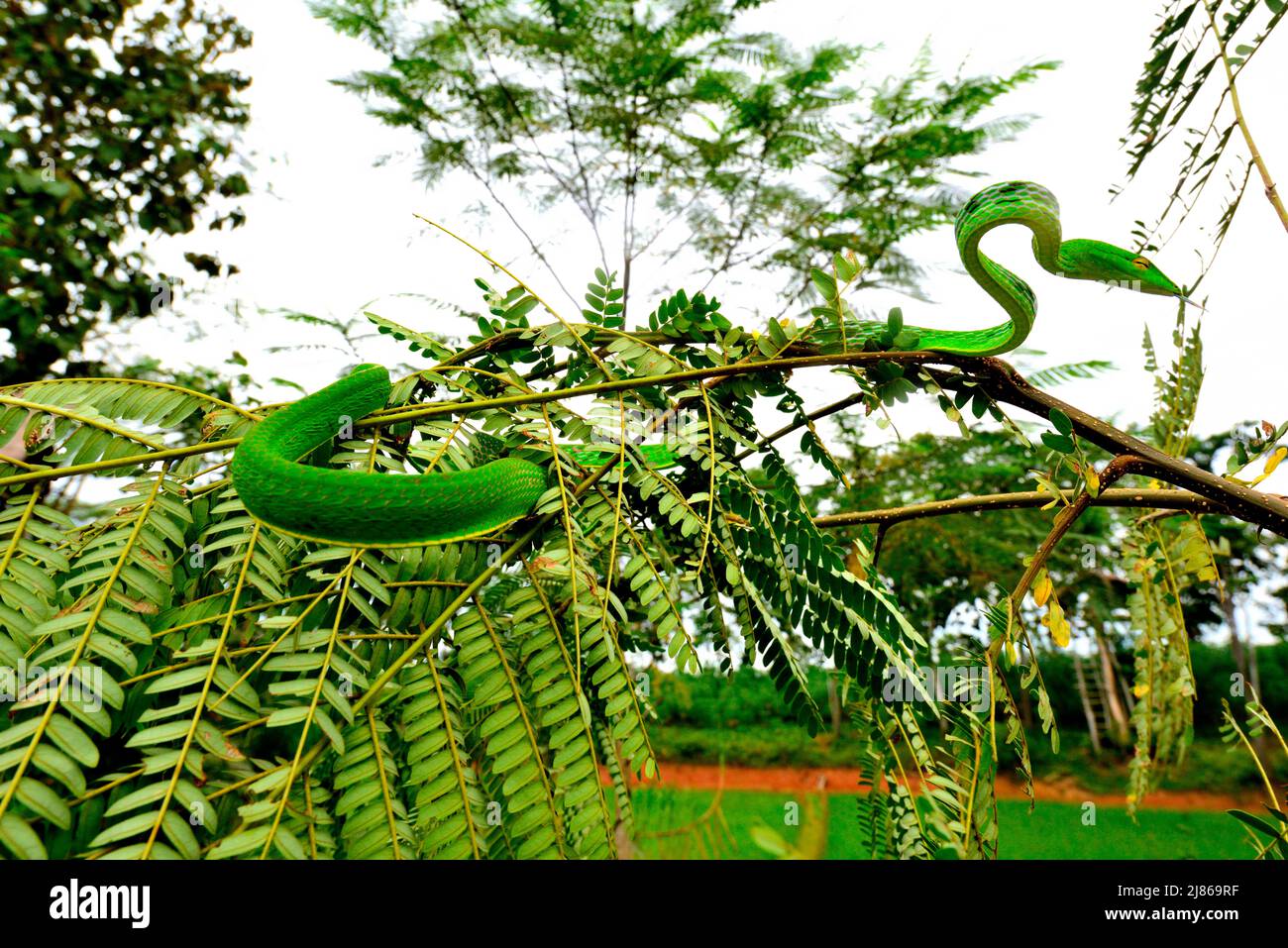 Red vine snake hi-res stock photography and images - Alamy