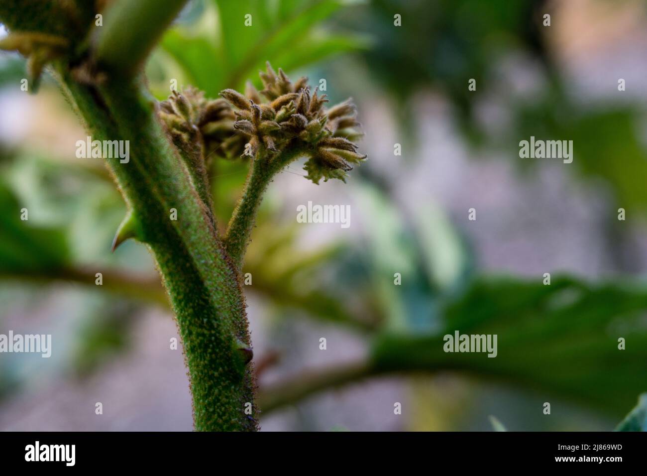 A closeup shot cheeseweed mallow seeds, flowers,buds and leaves. Malva ...