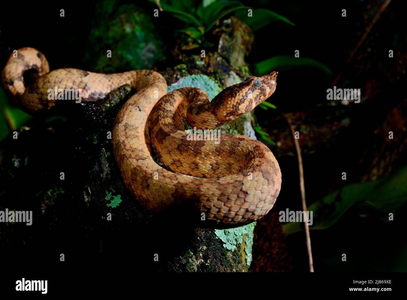 Sumatran tree viper hi-res stock photography and images - Alamy