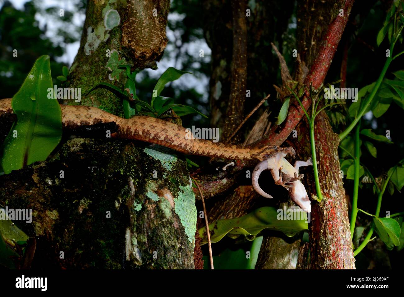 Sumatran palm pit viper (Trimeresurus andalasensis) catching a Lizard ...