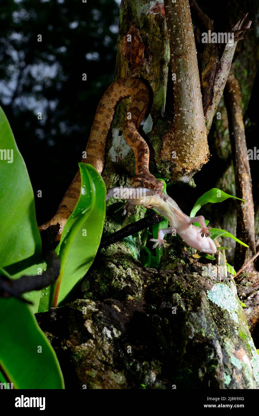 Sumatran palm pit viper (Trimeresurus andalasensis) catching a Lizard ...